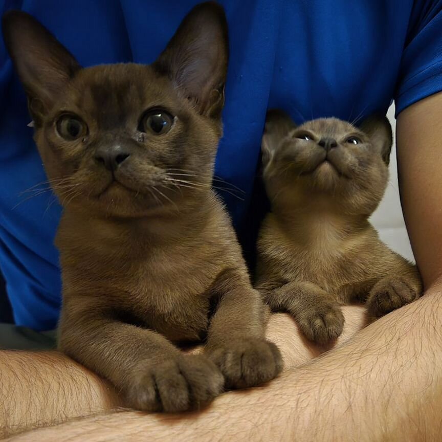 Европейский бурманский котёнок