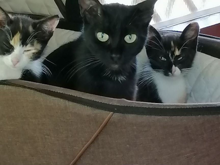 Кошка