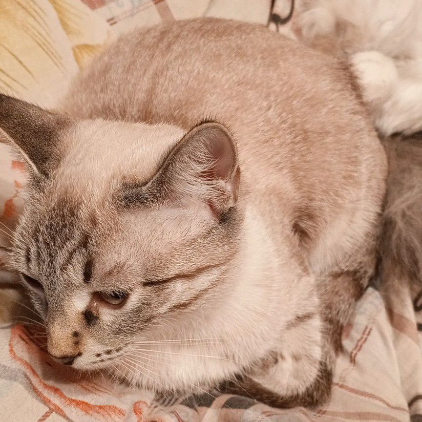Сиамская кошечка