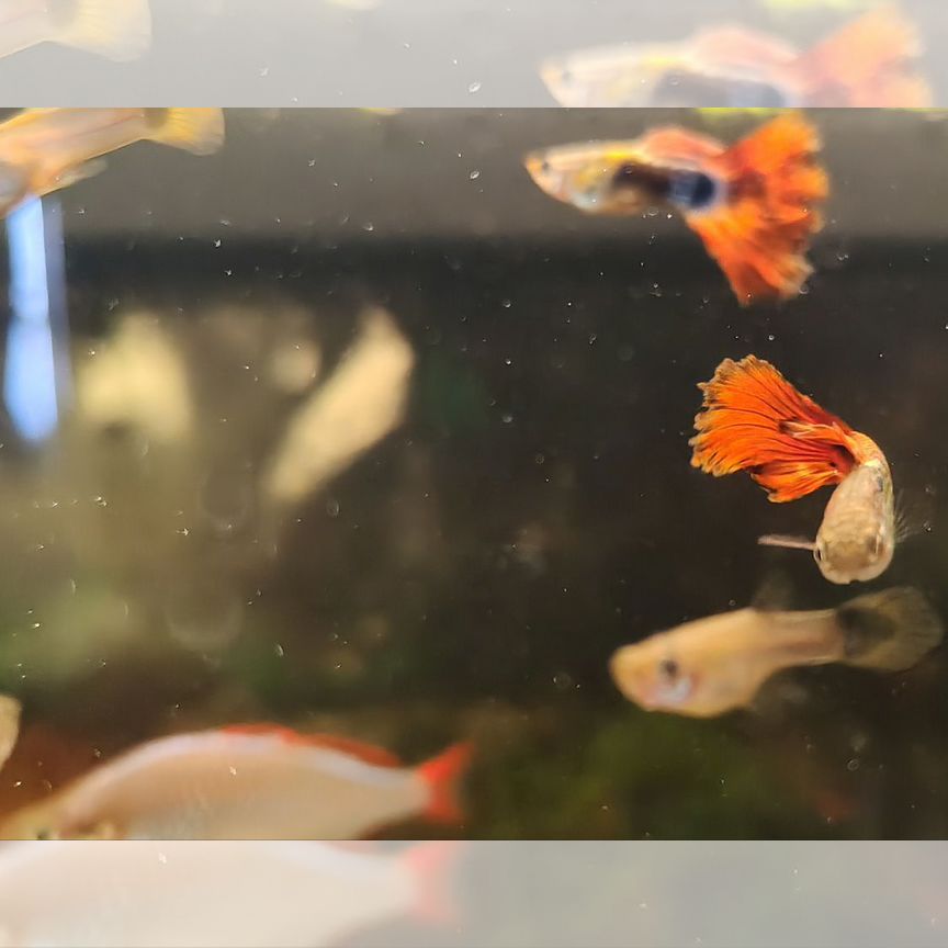 Рыбки Гуппи, креветки вишни