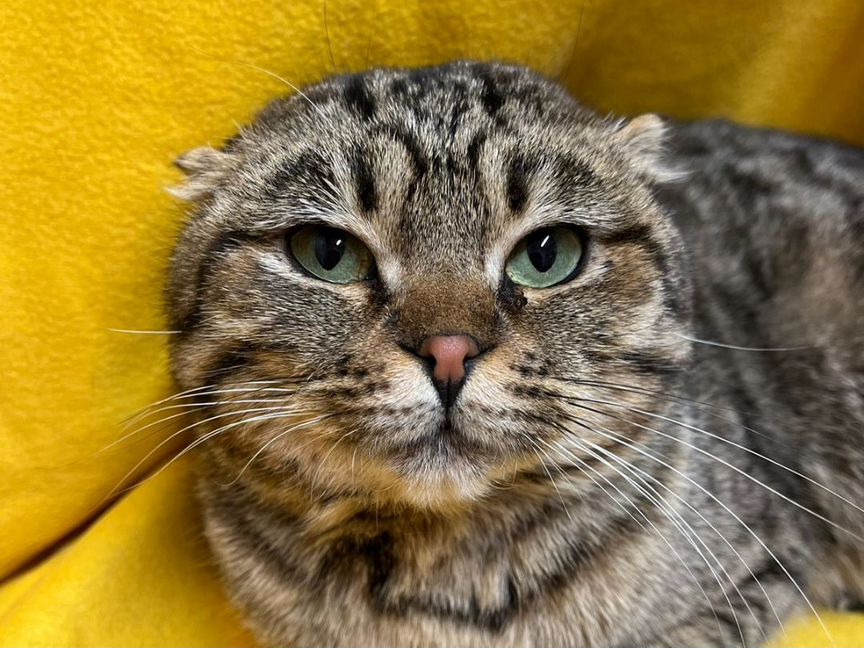 Кошка в дар