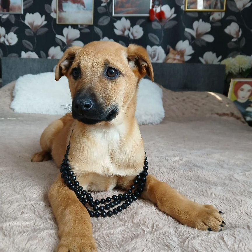 Сказочный щеночек в дар