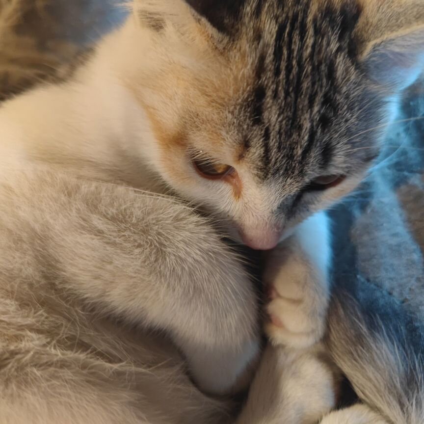 Котенок девочка котейка котёнок котейка