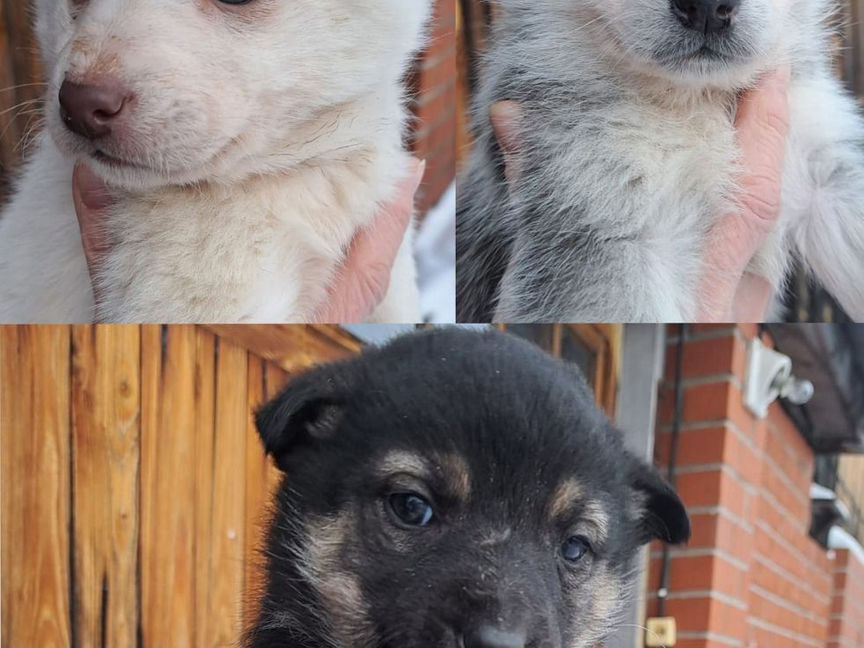 Собака в добрые руки щенок