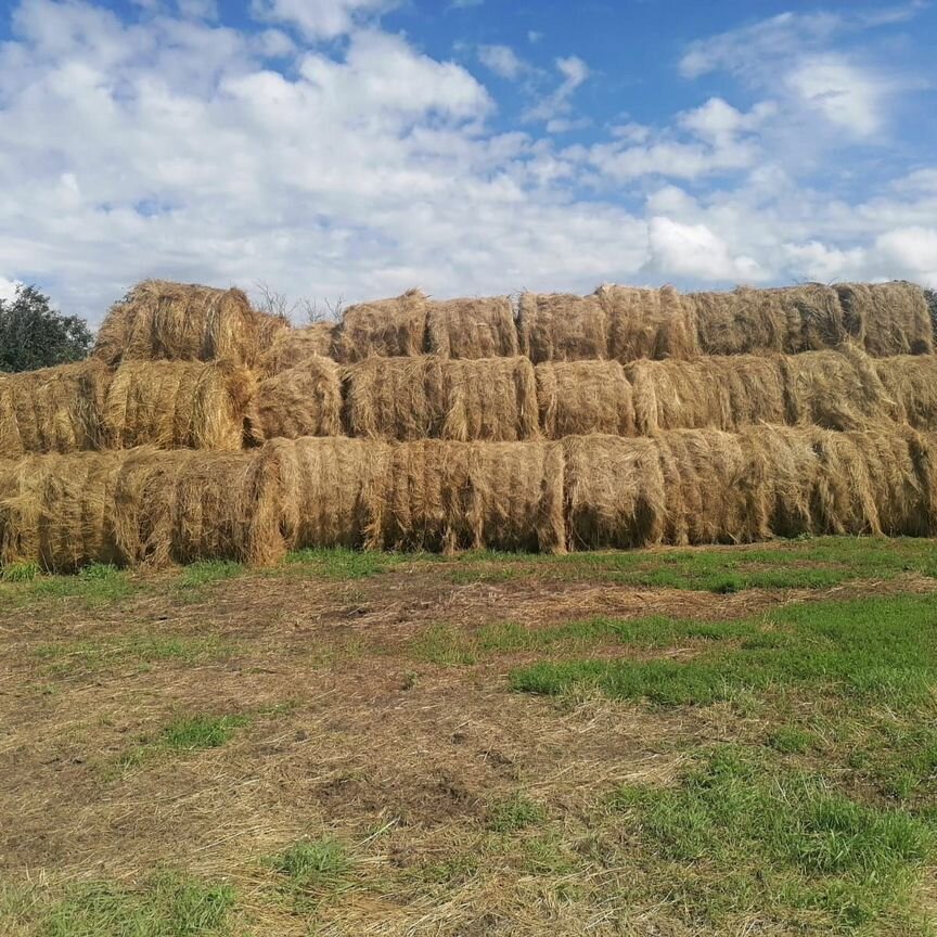 Сено луговое,костровое,свежее этого года