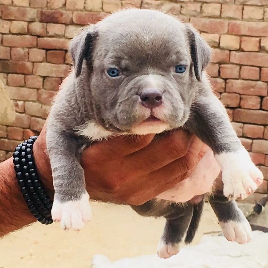 Щенки американского булли