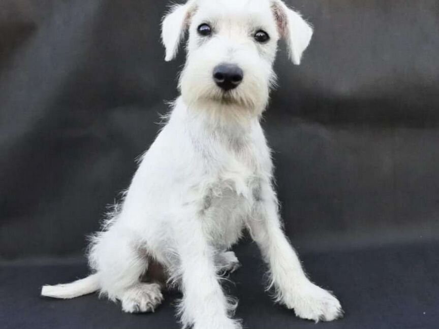 Щенки цвергшнауцер