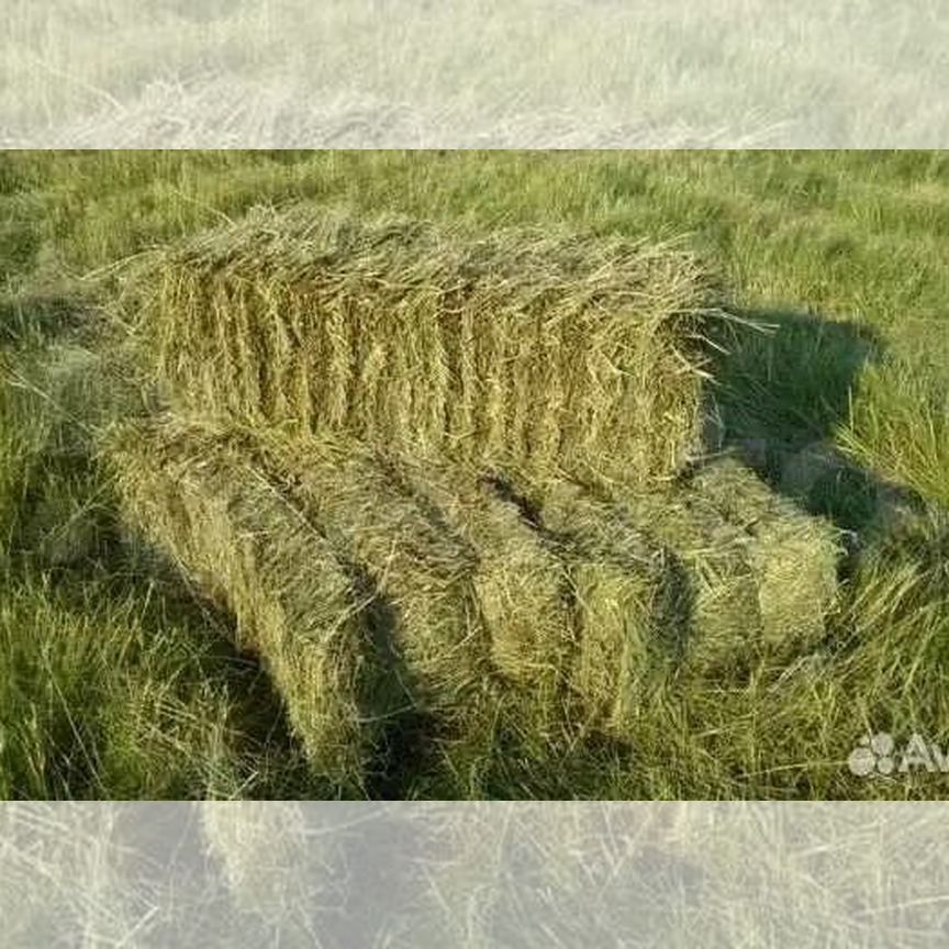 Сено в тюках