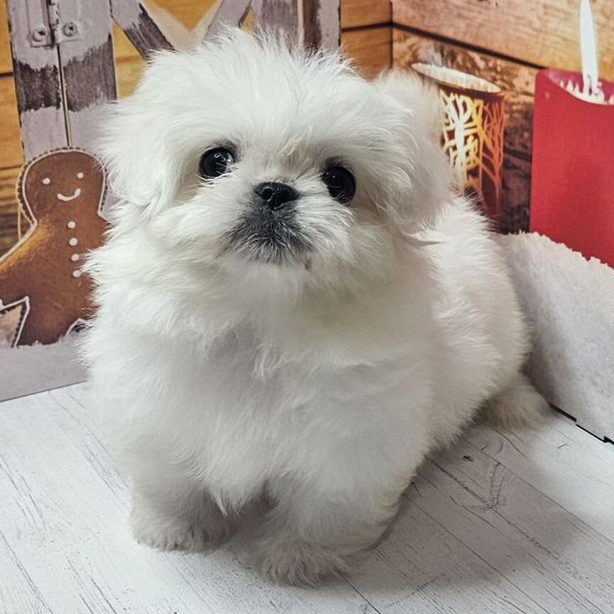 Бишон фризе, щенок