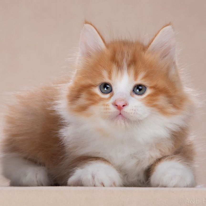 Котенок Курильский бобтейл
