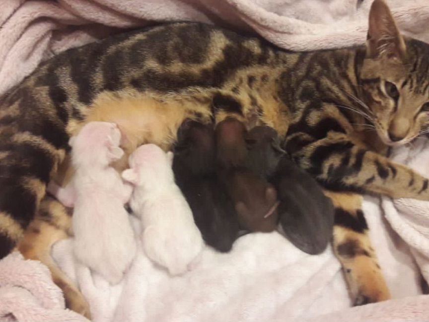 Котята ориенталы продаем