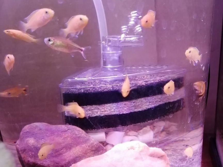 Лабидохромис Еллоу