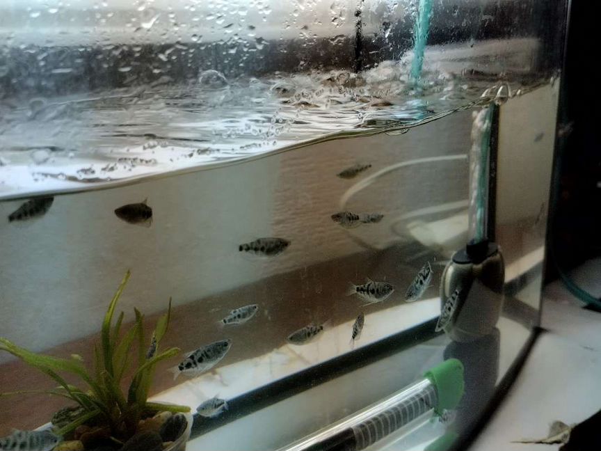 Аквариумные рыбки