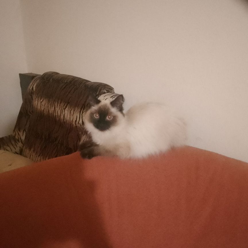 Кошка