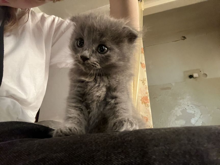 Шотландская вислоухая котята