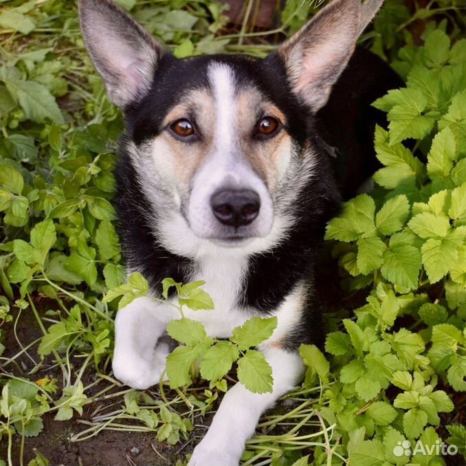 Маленькое чудо Кельвин 3 года