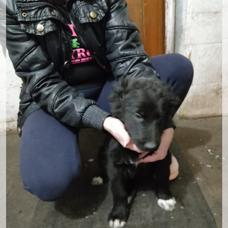 Щенки кавказкой овчарки В добрые руки