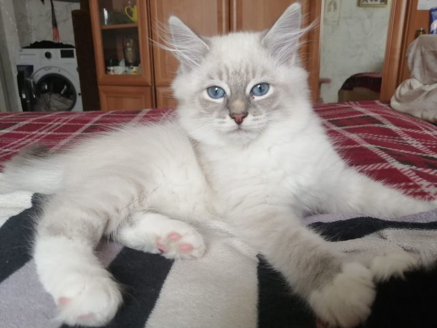 Котята Невская маскарадная порода