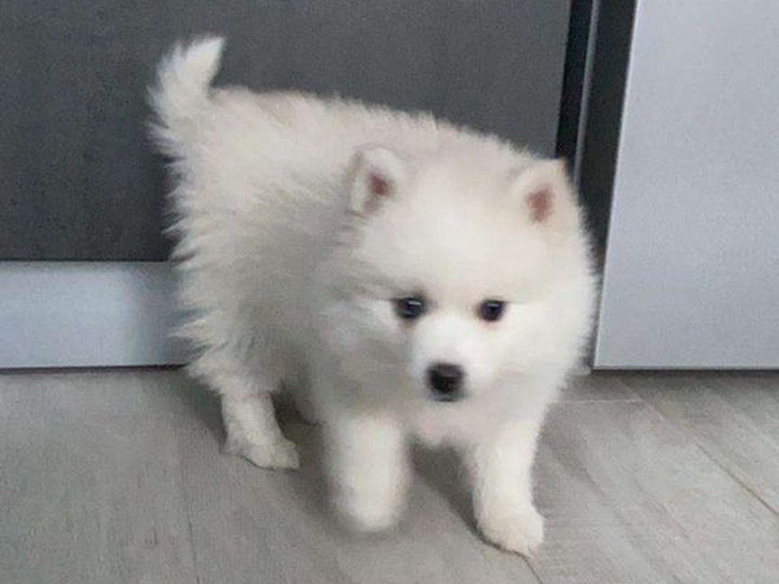 Помски