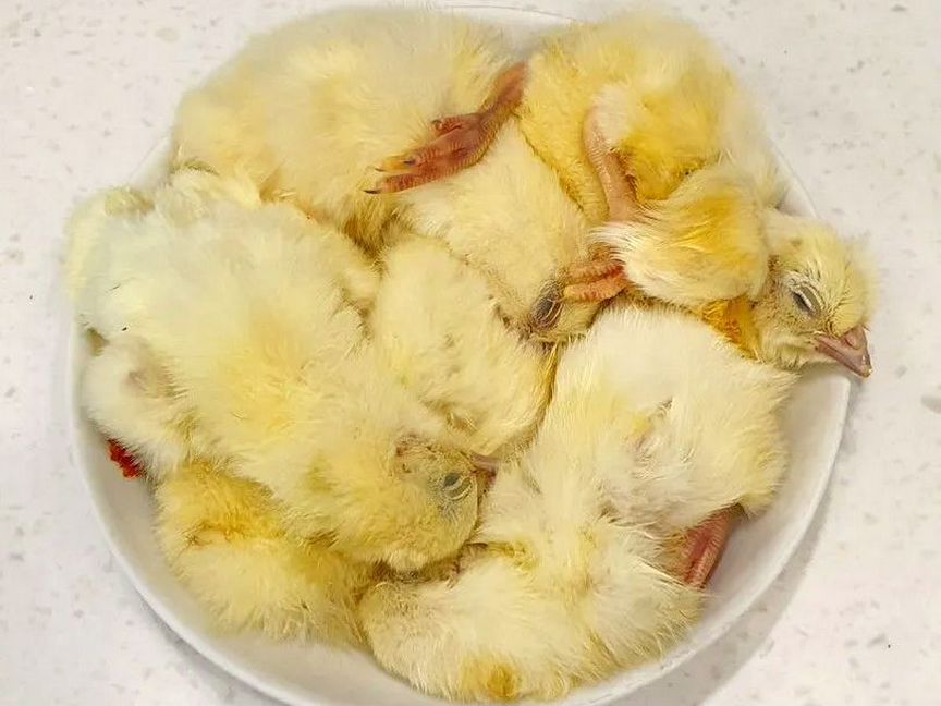 Цыплята суточные на корм животным