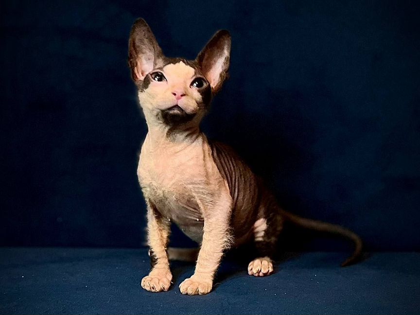 Донской сфинкс котята