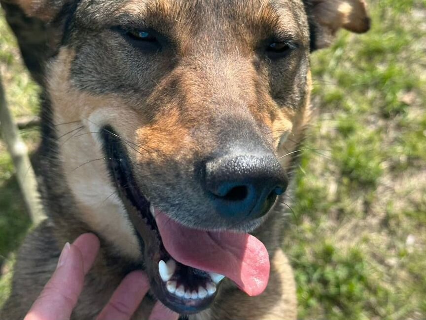 Собака улыбака из приюта Рози в добрые руки