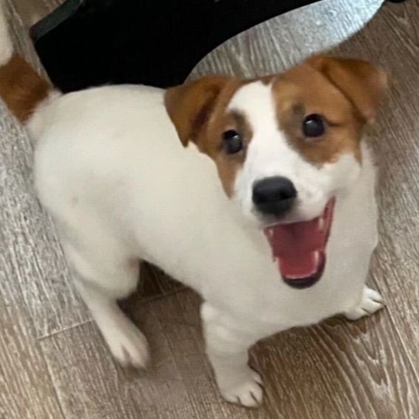 Джек-рассел-терьер, щенок