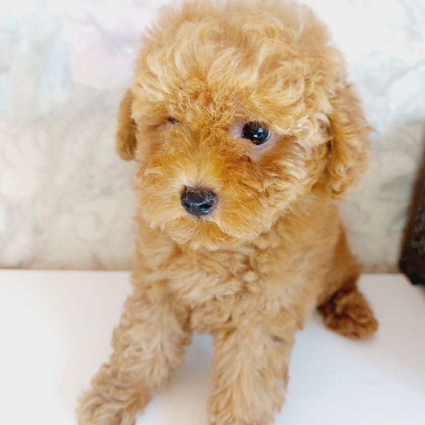 Мальтипу, как игрушечный