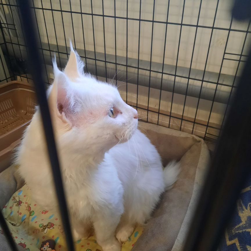 Отдам кота в добрые руки