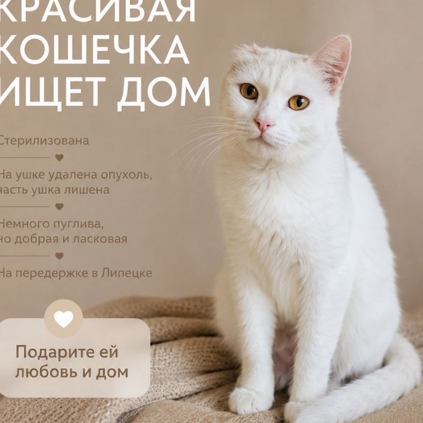 Европейская короткошёрстная, взрослая кошка