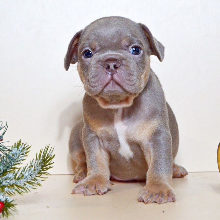 Французский бульдог щенки