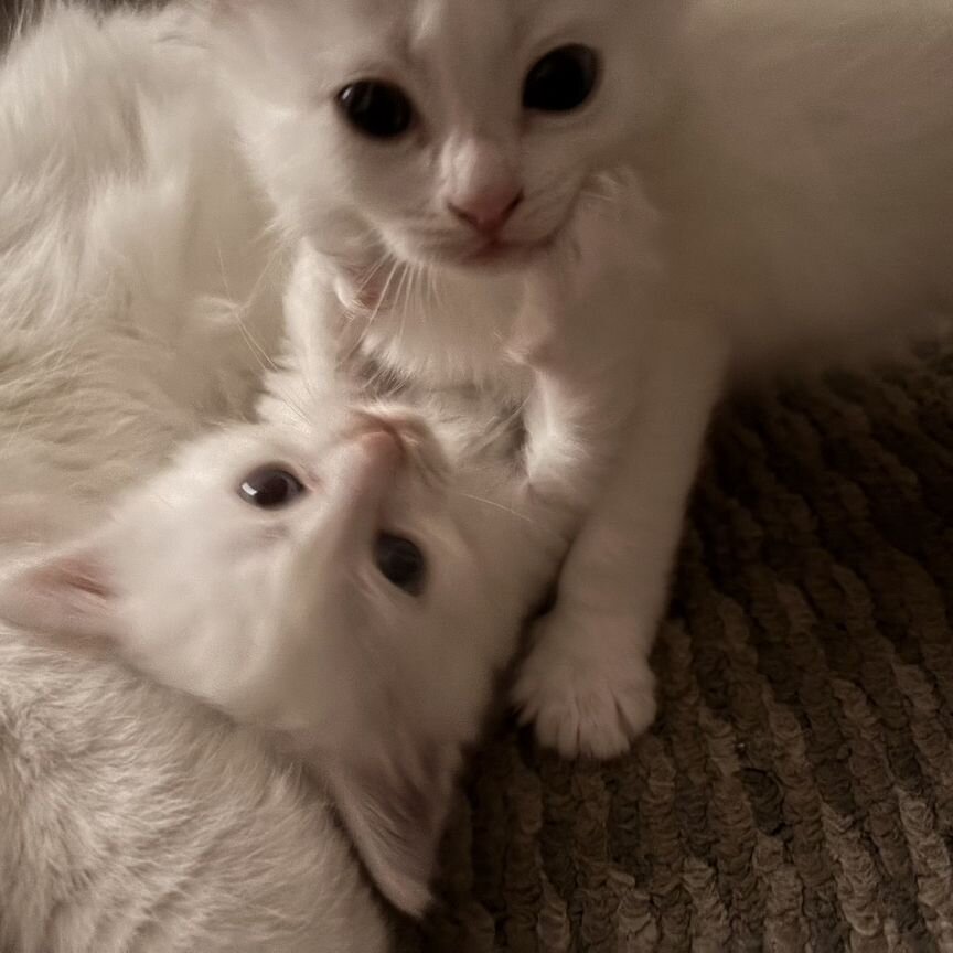 Котята
