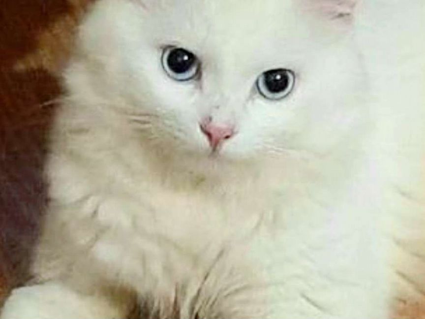 Сверхласковый белый голубоглазый котенок