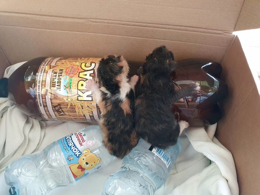 Котята ищут дом