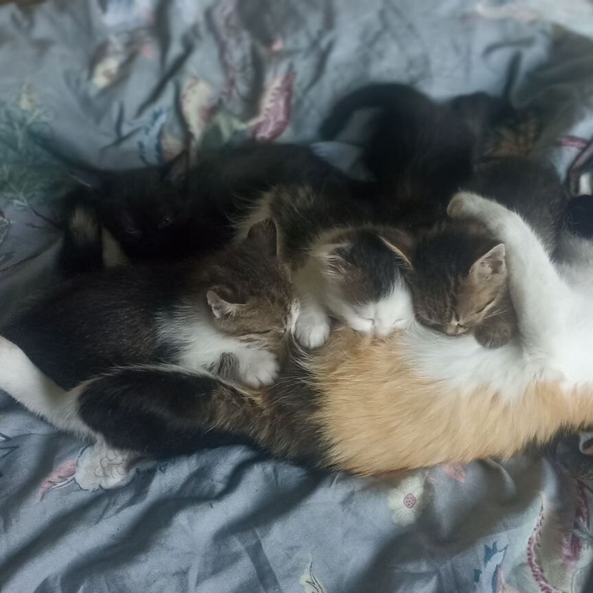 Котята помесь британца