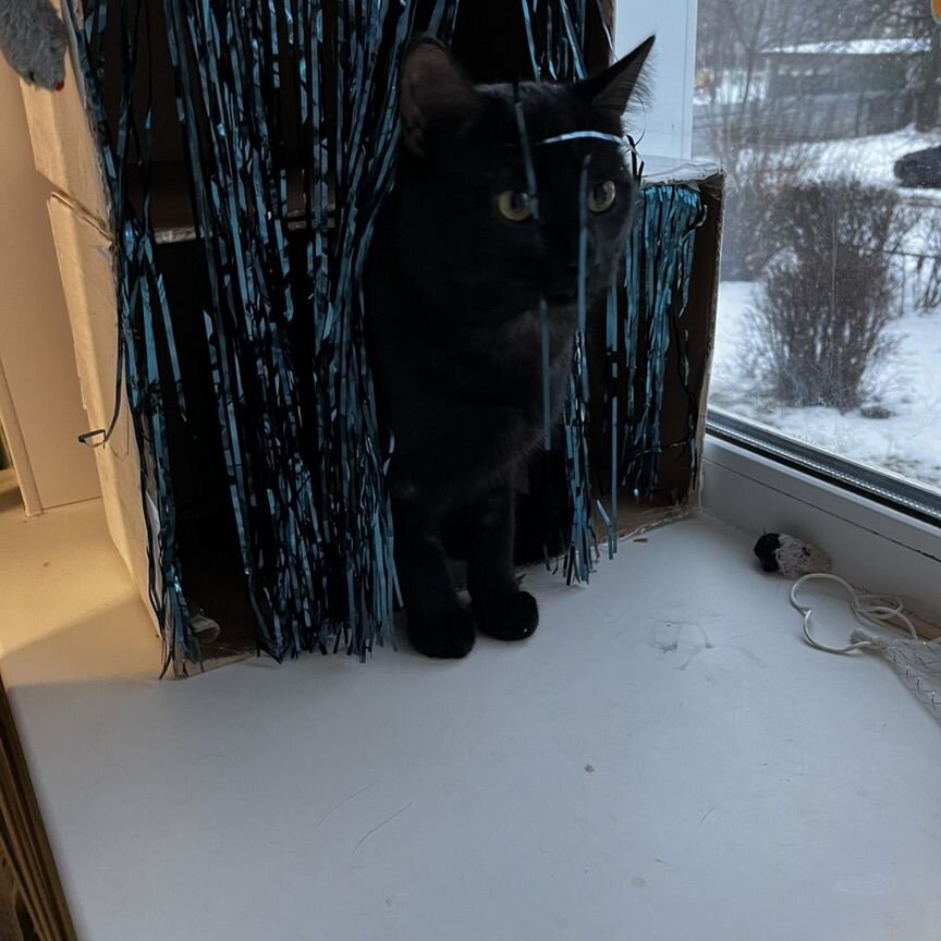 Отдам кота в добрые руки