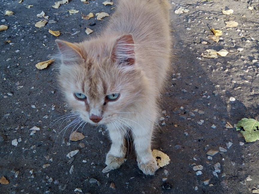 Кошечка в добрые руки