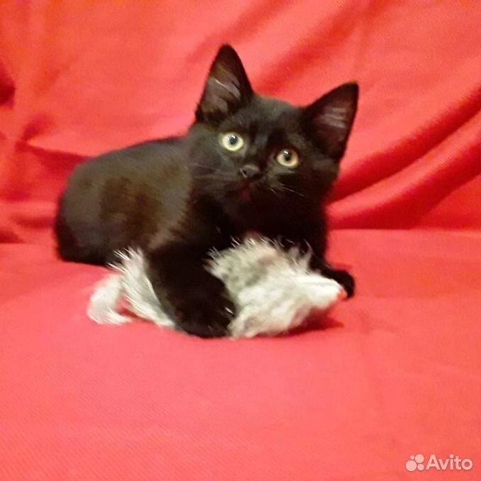 Котята - Черные Пантерчики в дар в добрые руки