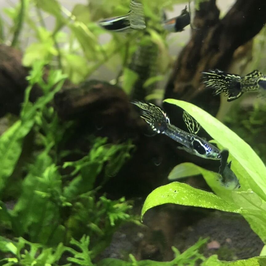 Аквариумные рыбки гуппи