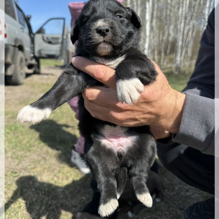 Щенок в добрые руки