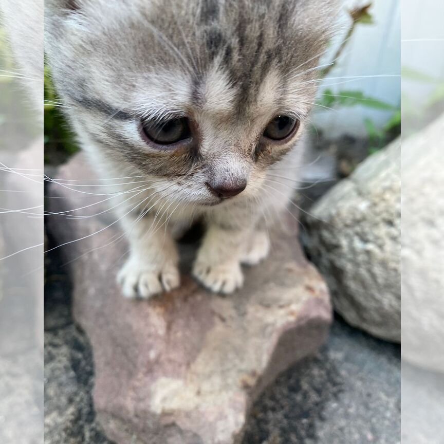 Британский короткошёрстный котёнок