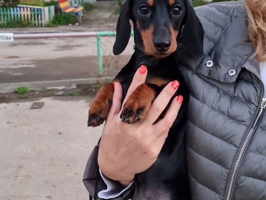 Кроличья такса