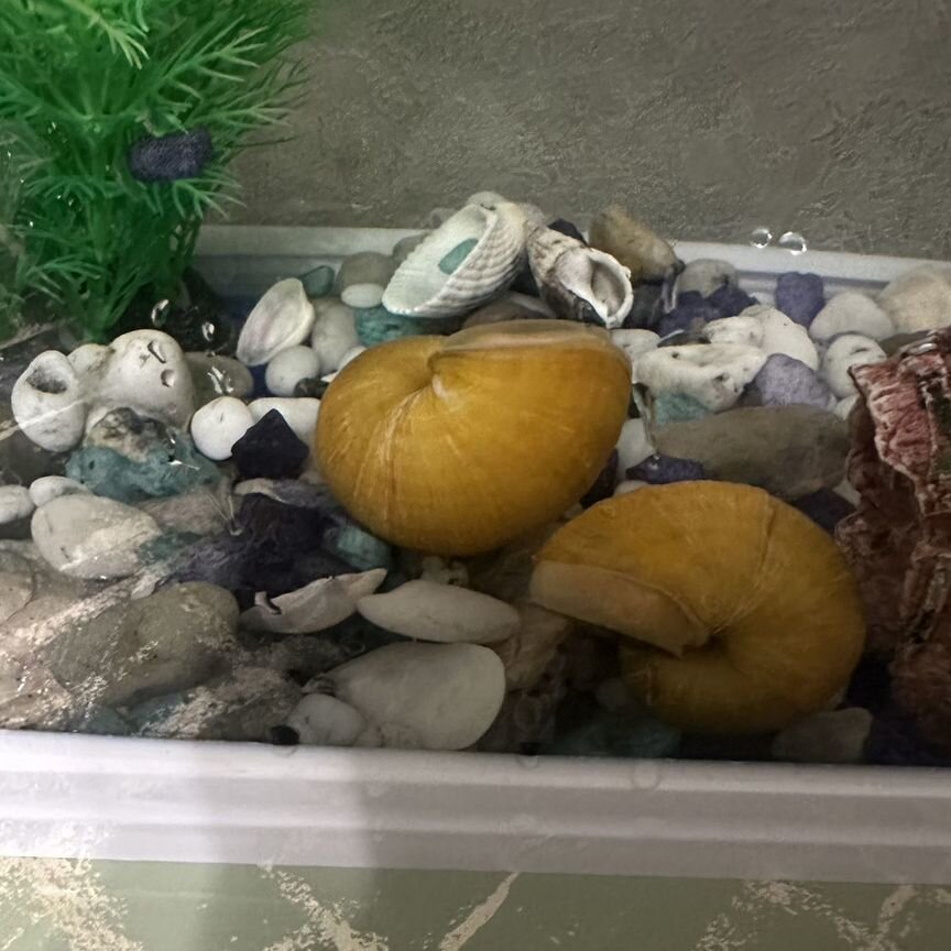 Отдам улиток