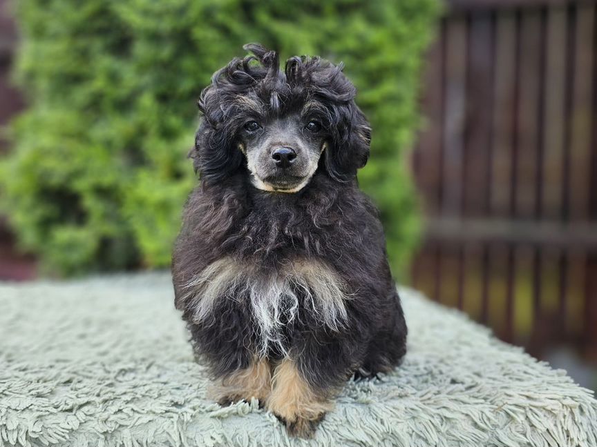 Мальчик той пуделя 3 мес