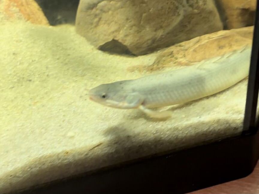 Полиптерус синегальский