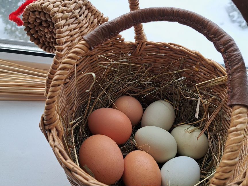 Инкубационное яйцо