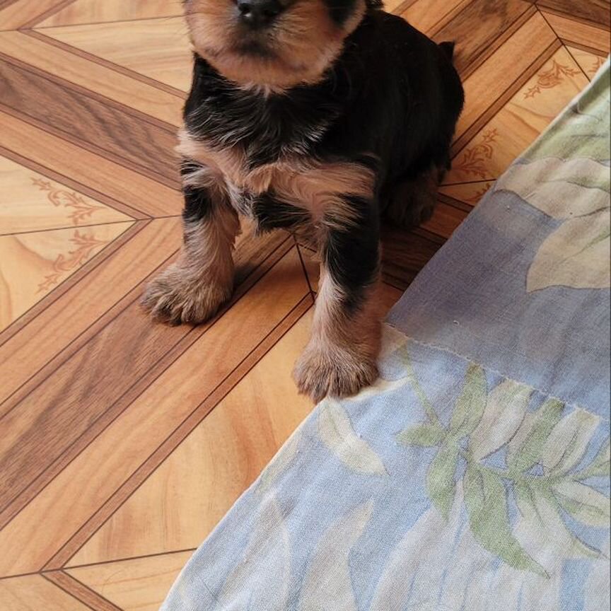 Йоркширский терьер щенки