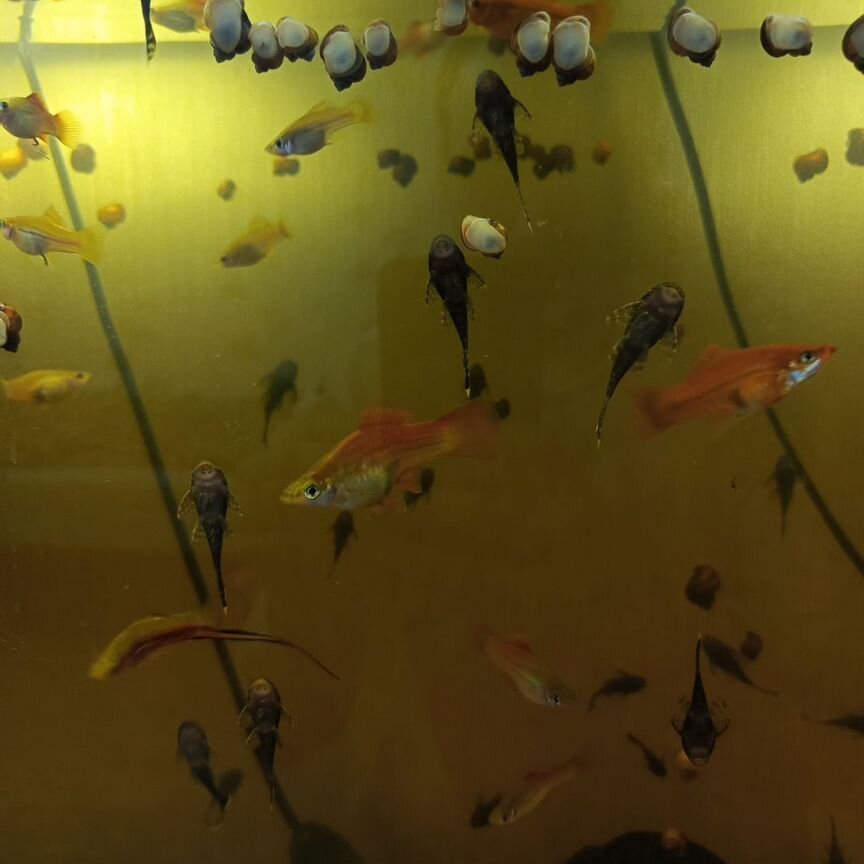 Рыбки, улитки, сомы