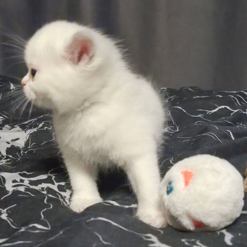 Шотландский прямоухий короткошёрстный котёнок