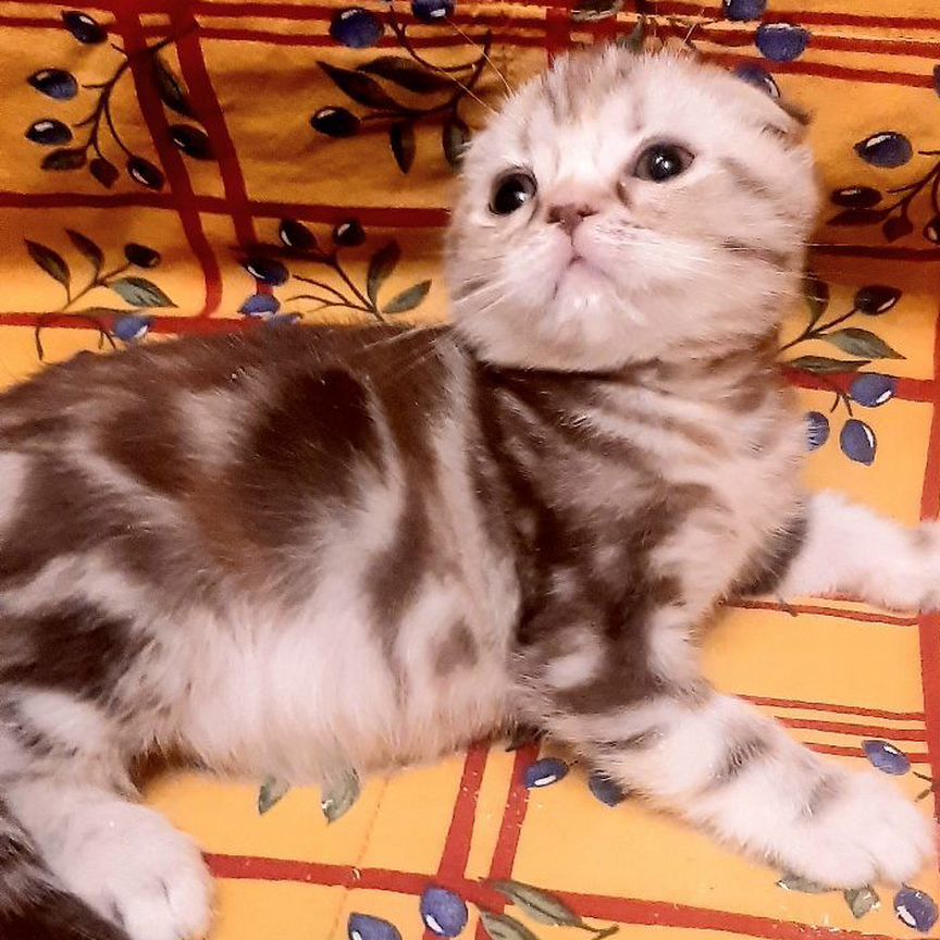 Шотландский вислоухий короткошёрстный котёнок